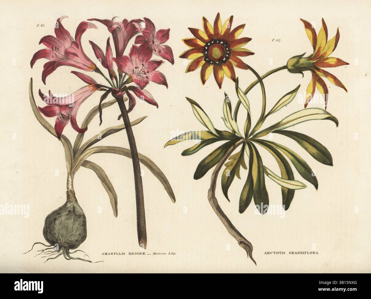 Mexican lily, Hippeastrum reginae, and African daisy, Arctotis acaulis ...