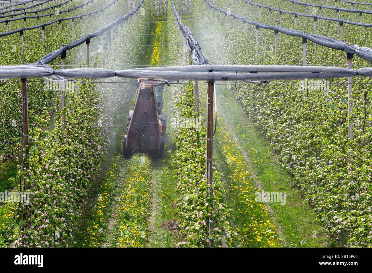 Tractor spraying pesticides on apple trees. Orchard with rows of ...
