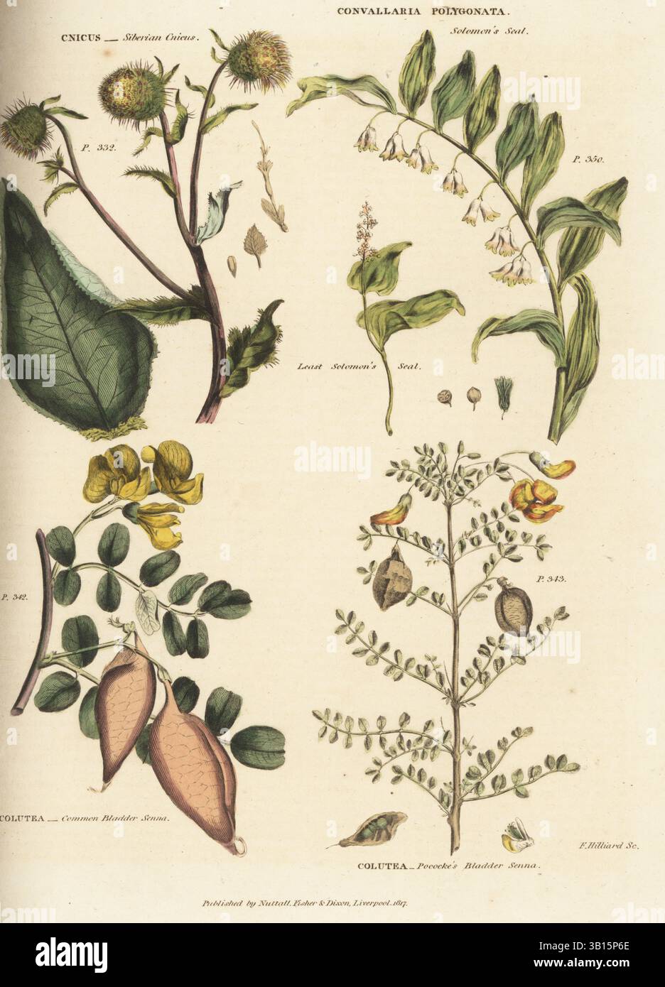 Siberian cnicus, Alfredia cernua, angular Solomon's seal, Polygonatum ...