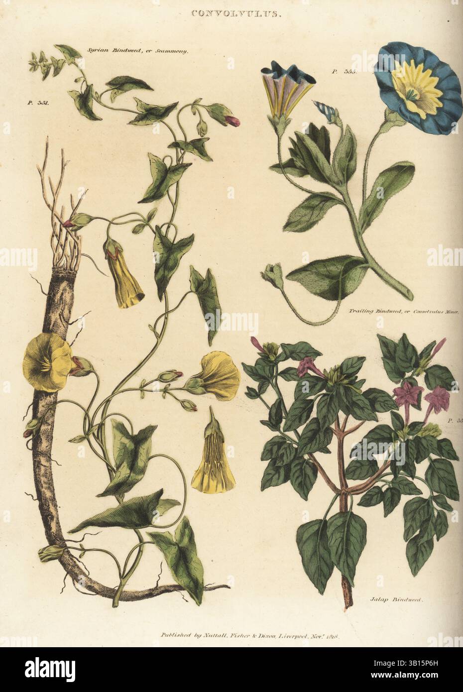 Syrian bindweed or scammony, Convolvulus scammonia, trailing bindweed ...