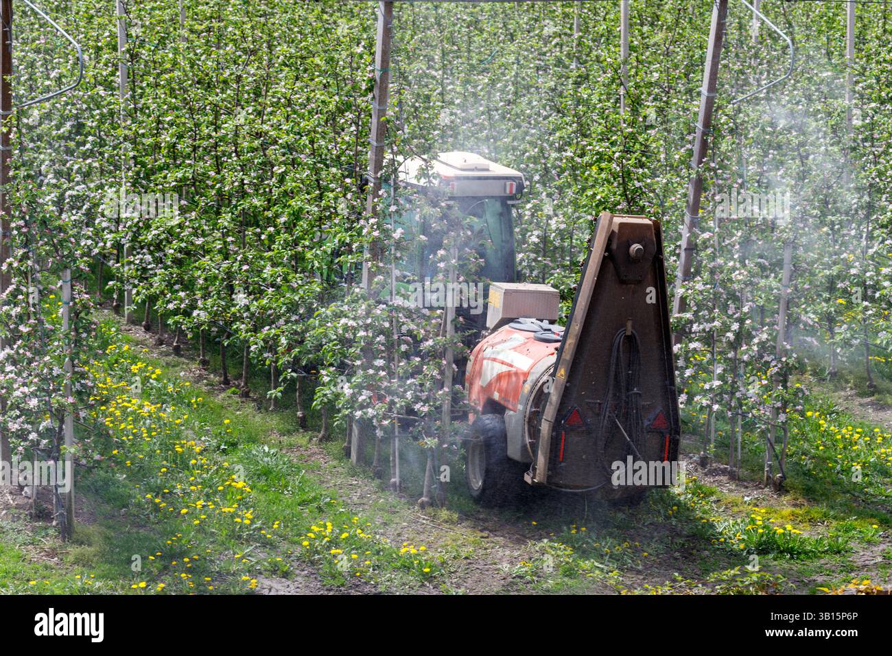 Tractor spraying pesticides on apple trees. A green tractor sprays ...
