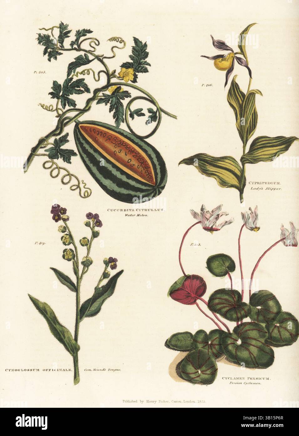 Watermelon, Citrullus lanatus, lady's slipper orchid, Cypripedium ...