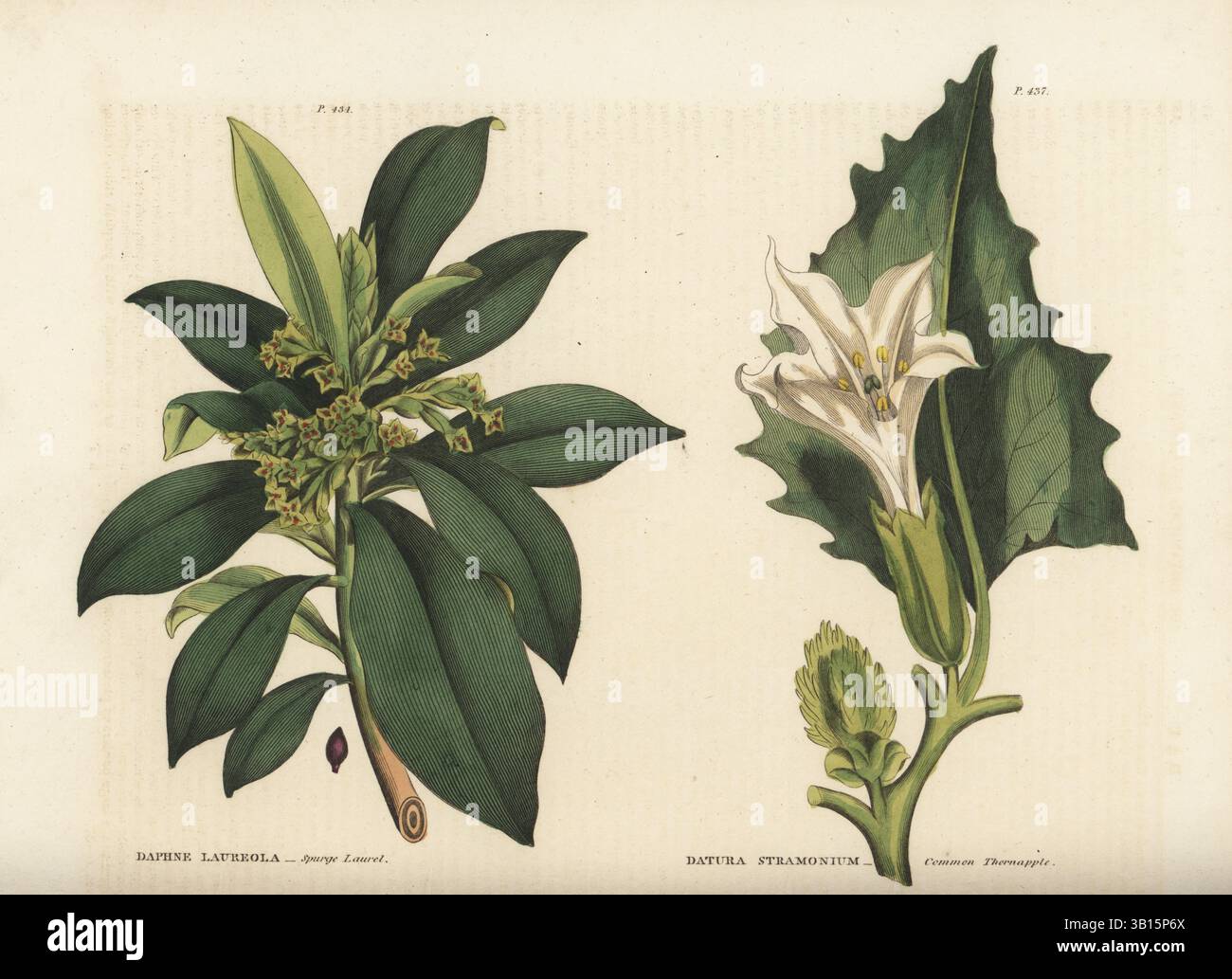 Spurge laurel, Daphne laureola, and common thornapple or jimsonweed ...