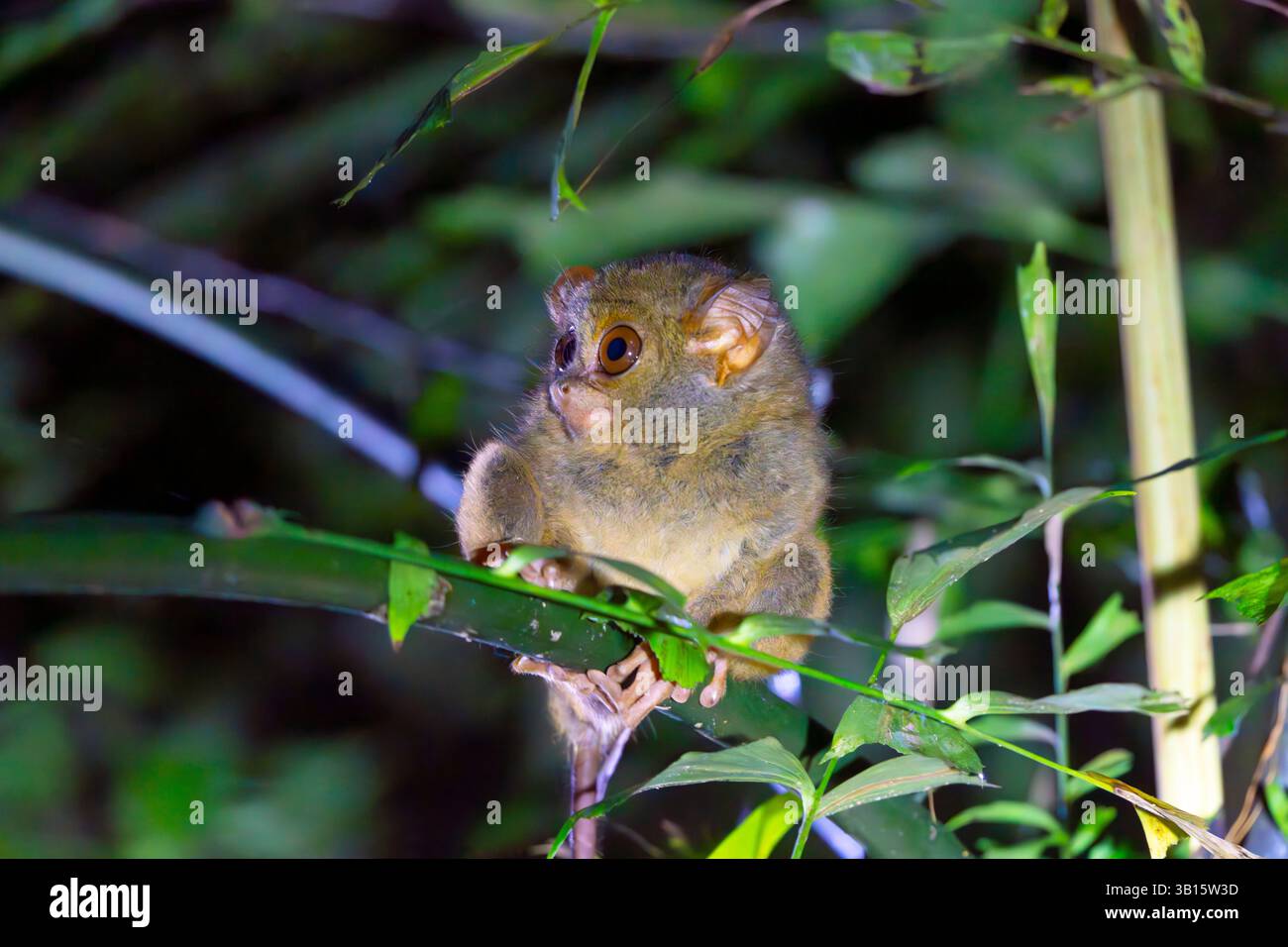Spectral Tarsier (Tarsius spectrum) is nocturnal animal hunting hunting ...