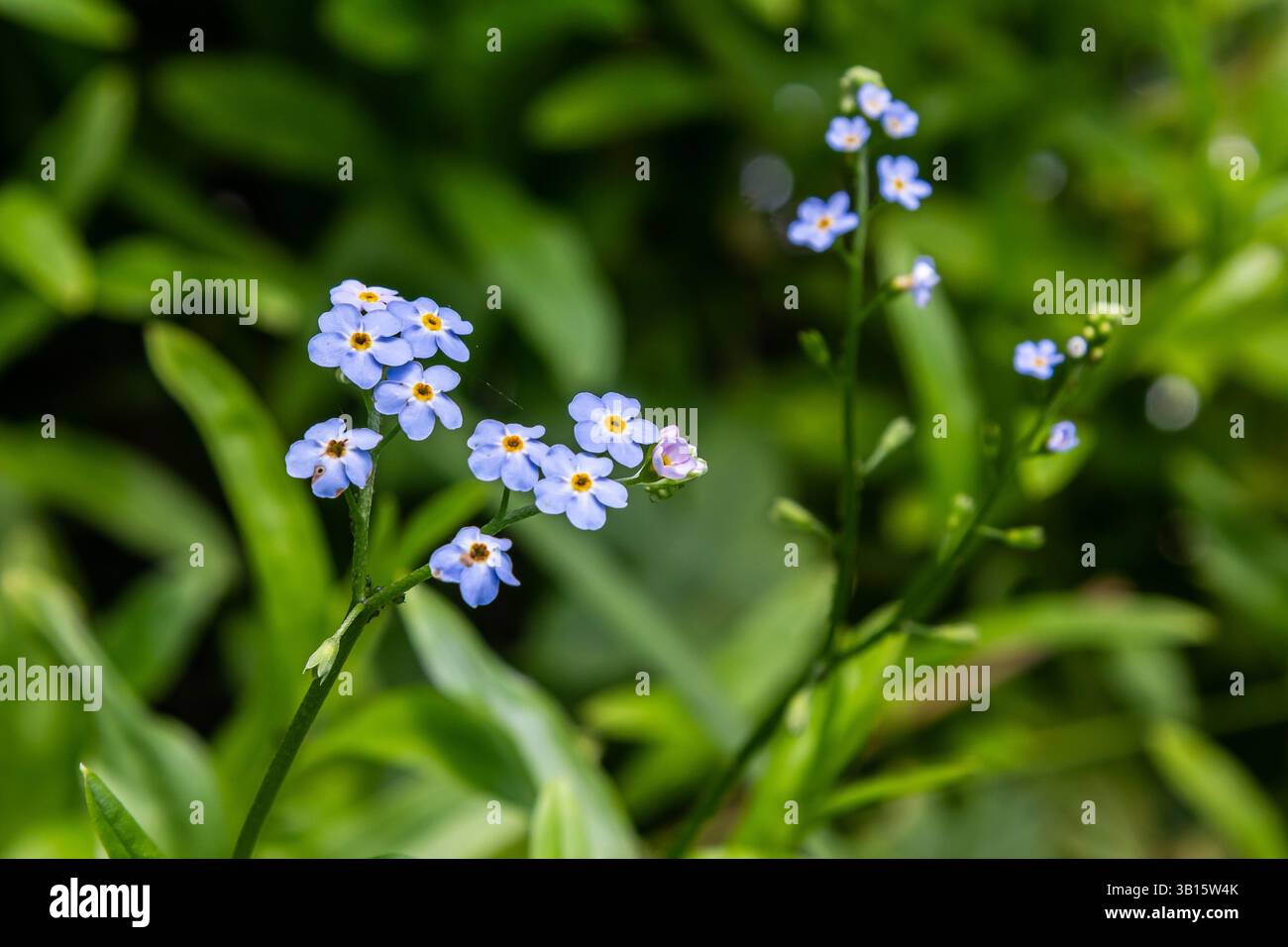 Myosotis scorpioides true or water forget me not. Turkish name Unutma ...