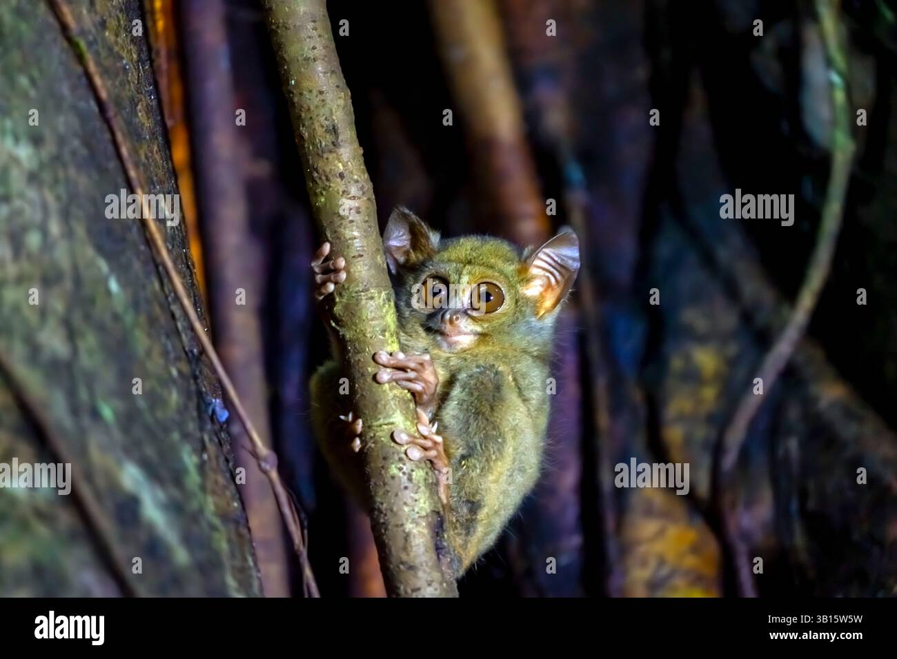 Spectral Tarsier (Tarsius spectrum) is nocturnal animal hunting hunting ...