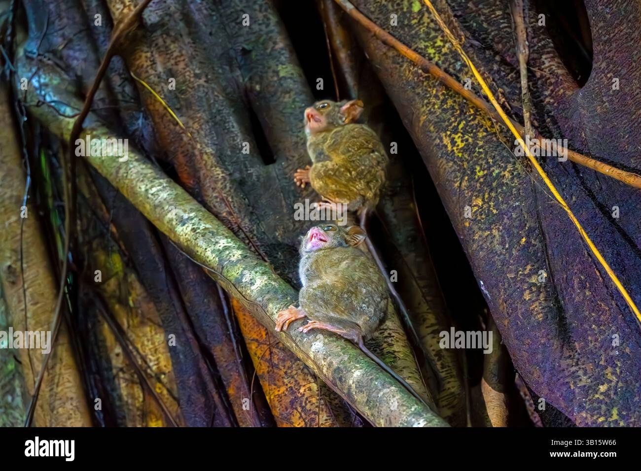 Spectral Tarsier (Tarsius spectrum) is nocturnal animal hunting hunting ...