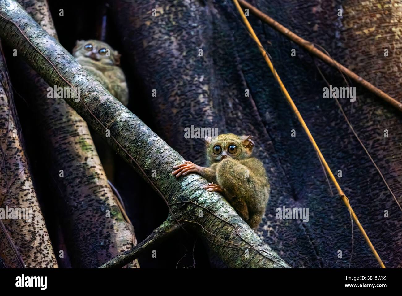 Spectral Tarsier (Tarsius spectrum) is nocturnal animal hunting hunting ...