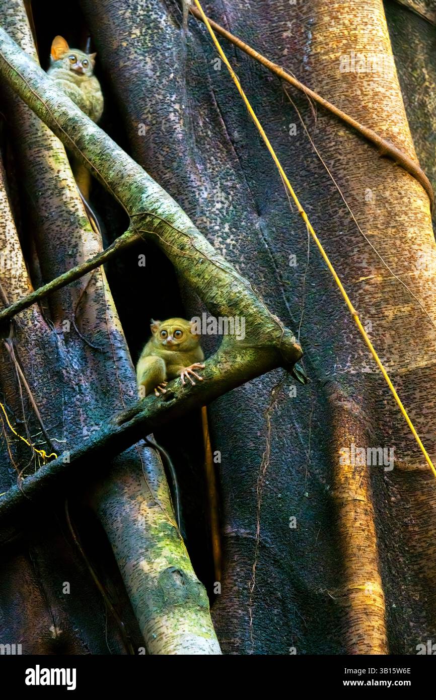 Elongated tarsal region hi-res stock photography and images - Alamy