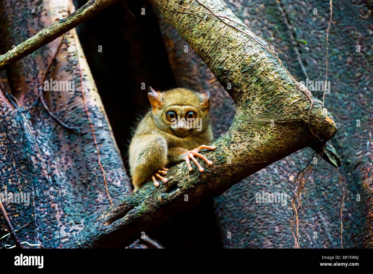 Spectral Tarsier (Tarsius spectrum) is nocturnal animal hunting hunting ...