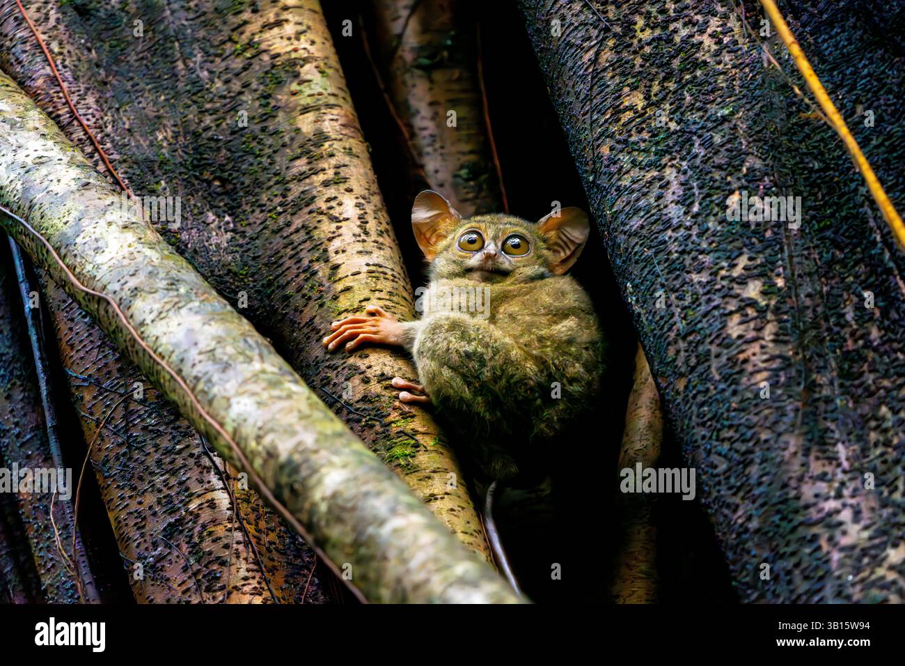 Spectral Tarsier (Tarsius spectrum) is nocturnal animal hunting hunting ...