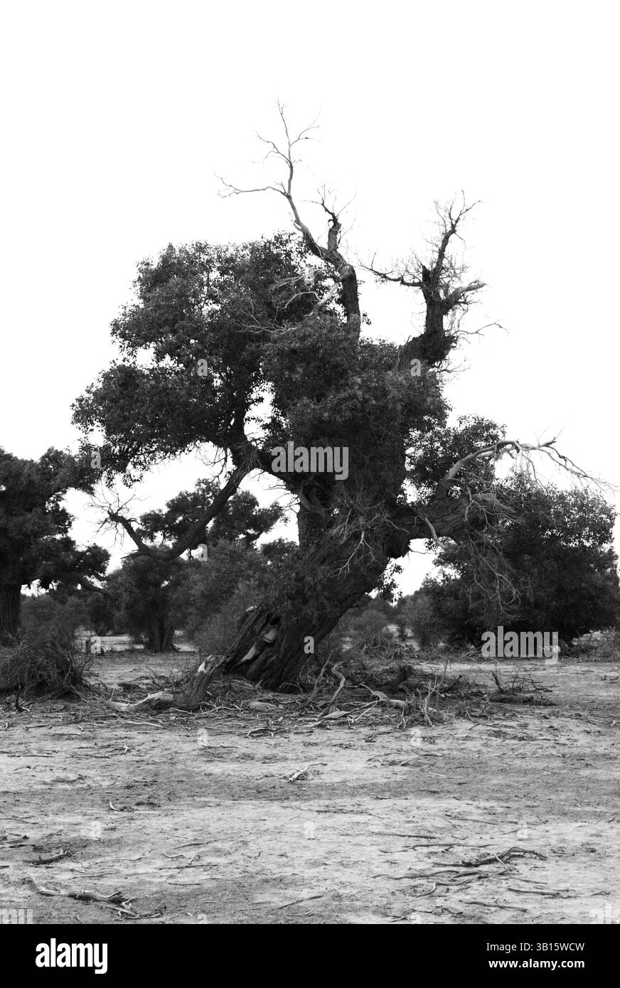 Silhouette tree in ancient Black and White Stock Photos & Images - Alamy