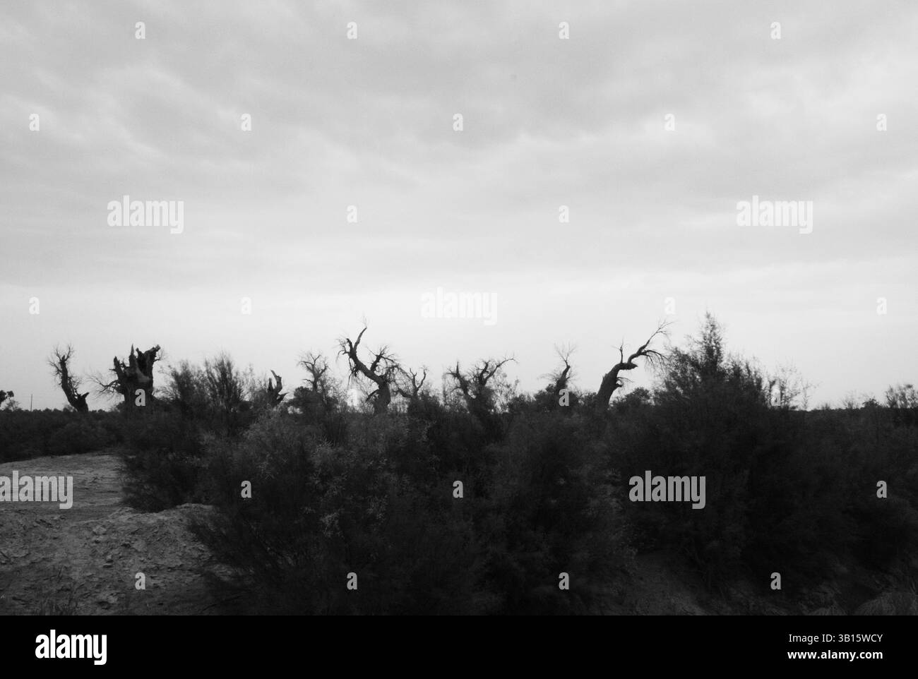 Dead Poplar Trees in the Taklamakan Desert, Xinjiang - A Harsh Desert ...