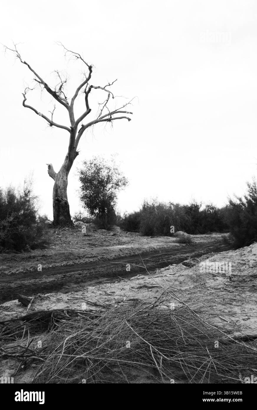 Lonely Dead Tree in the Taklamakan Desert, Xinjiang - A Portrait of ...