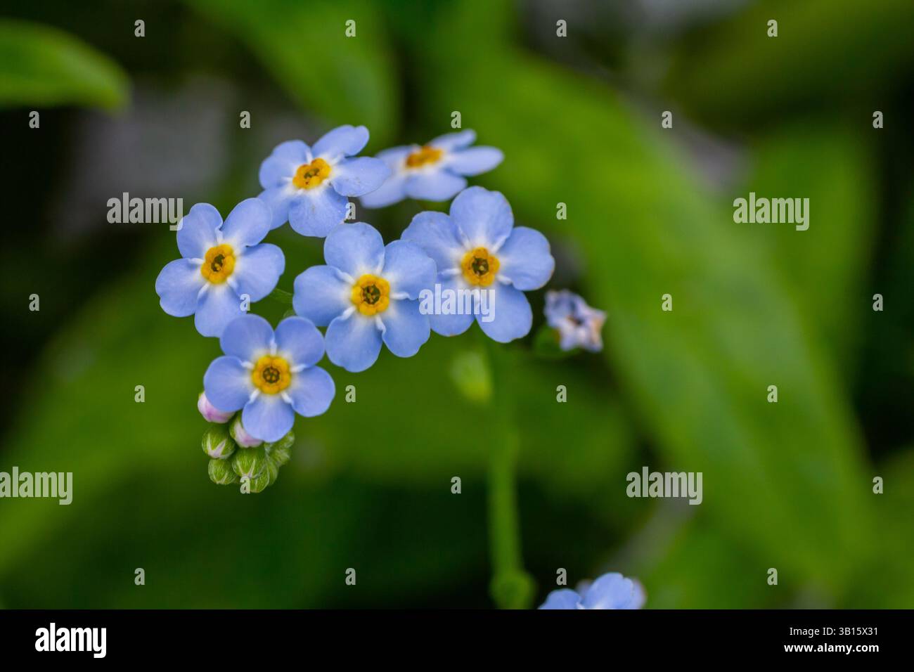 Myosotis scorpioides true or water forget me not. Turkish name Unutma ...