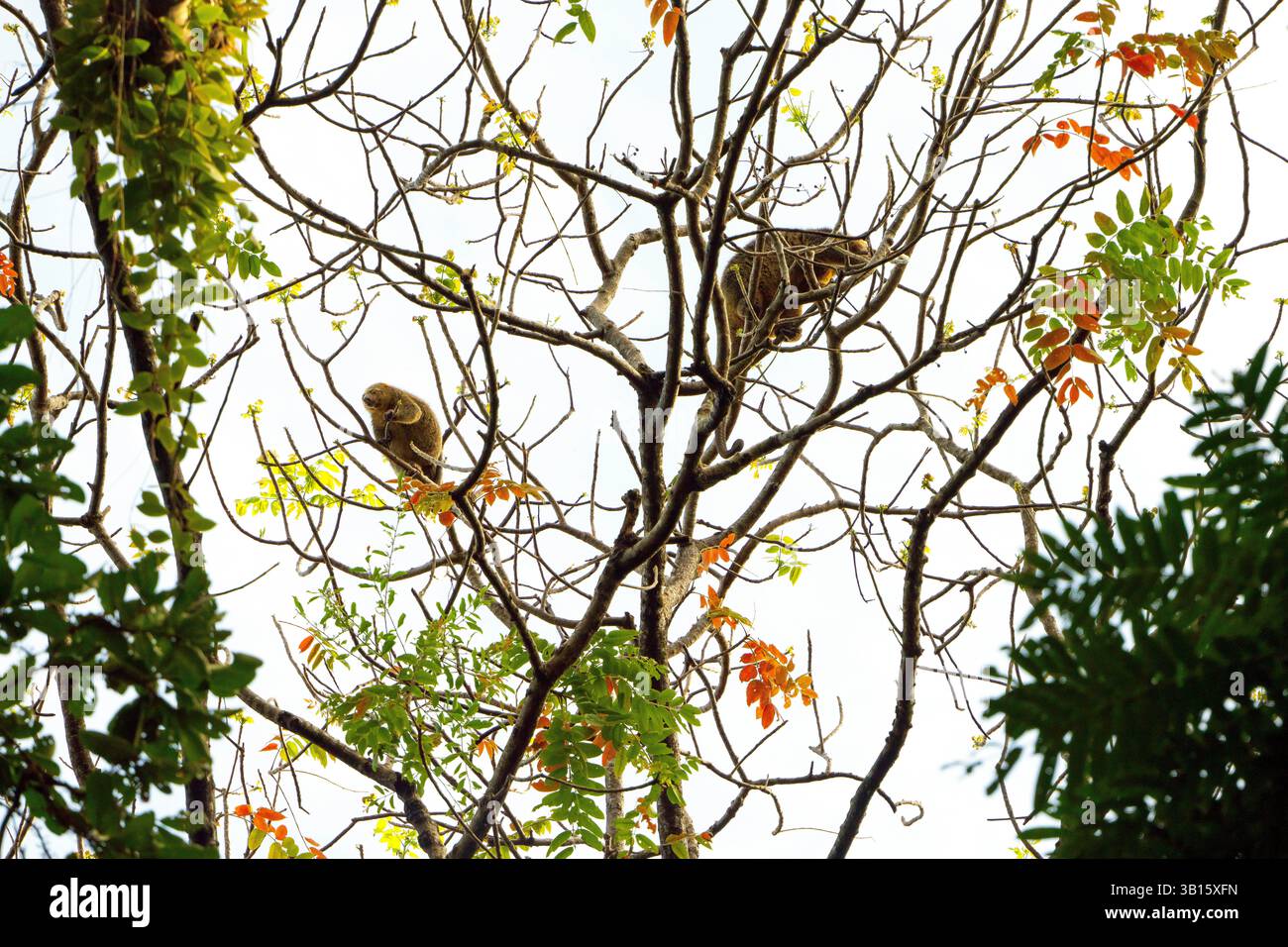 Bear Cuscus (Ailurops ursinus). Tangkoko, Batu Putih Nature Recreation ...