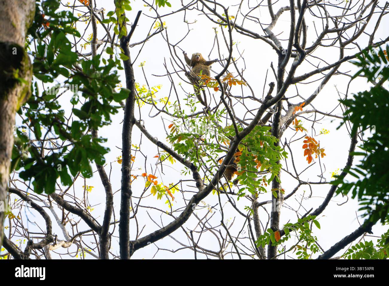 Bear Cuscus (Ailurops ursinus). Tangkoko, Batu Putih Nature Recreation ...