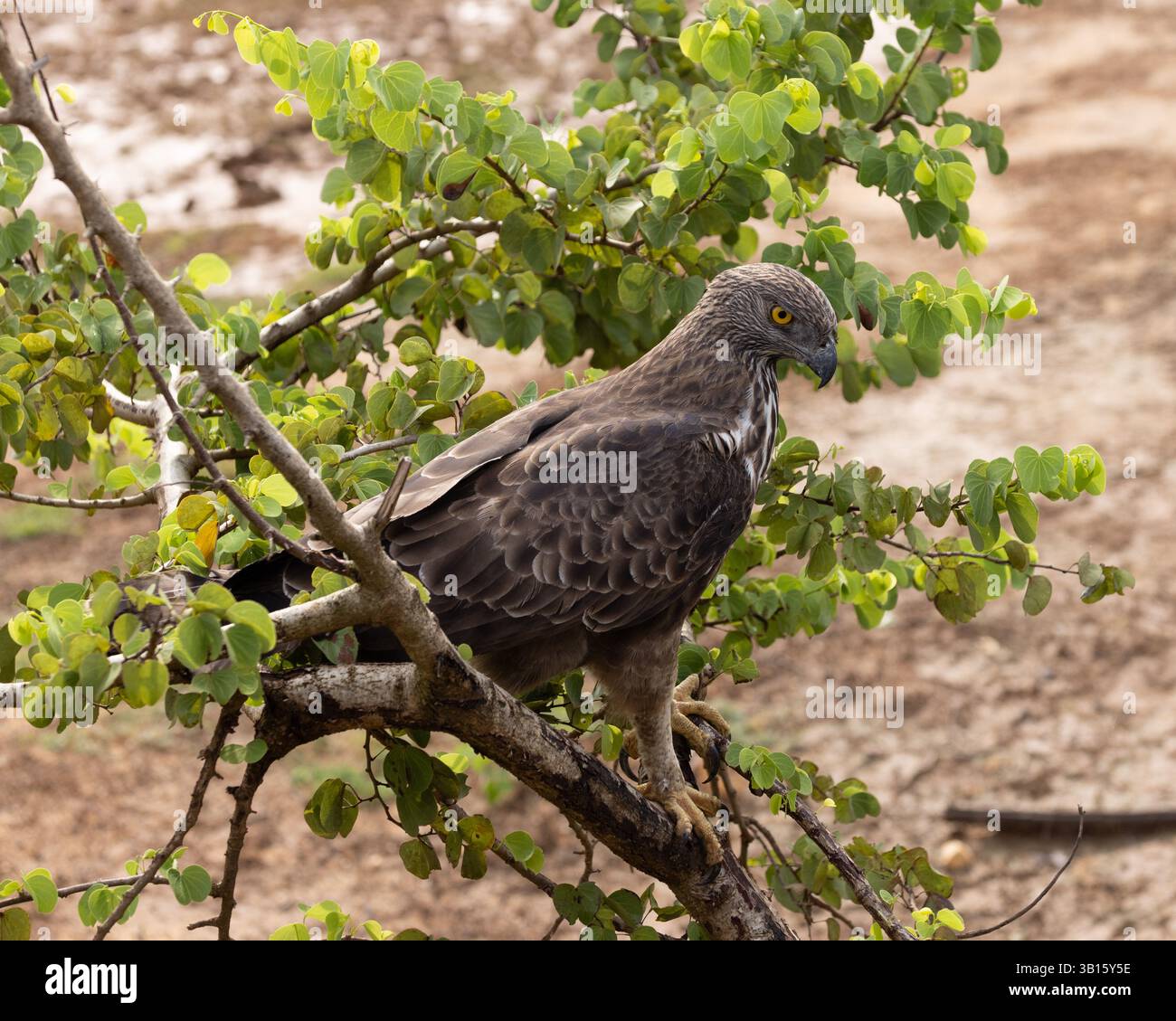 A Changeable hawk-eagle perched in a tree in Yala National Park, Sri ...