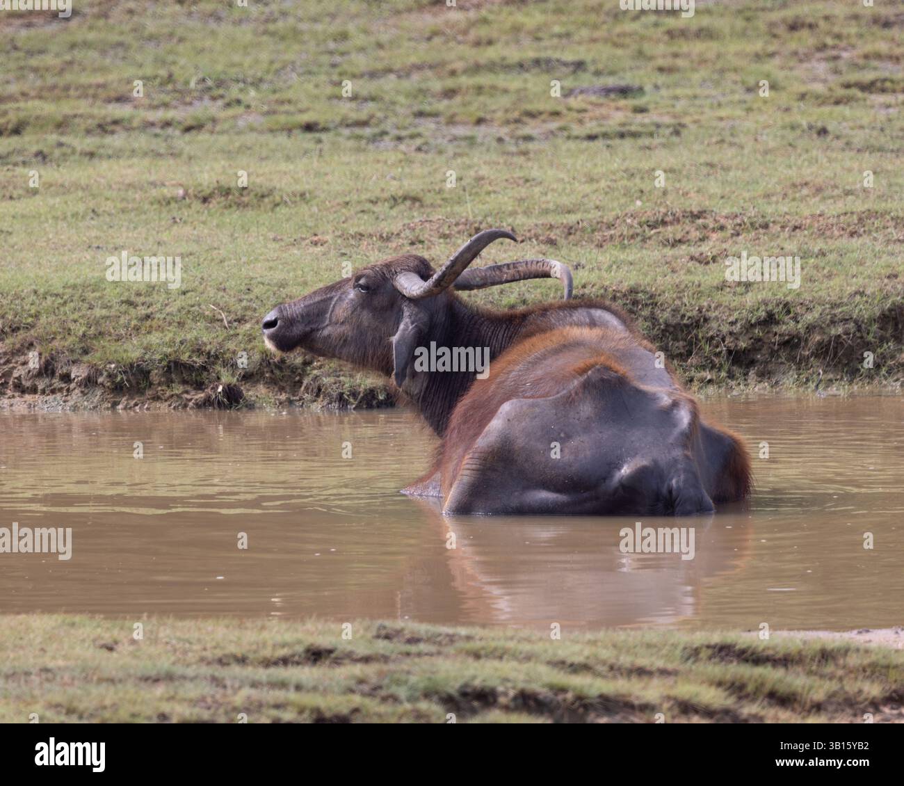 A wild water buffalo in Yala National Park, Sri Lanka Stock Photo - Alamy