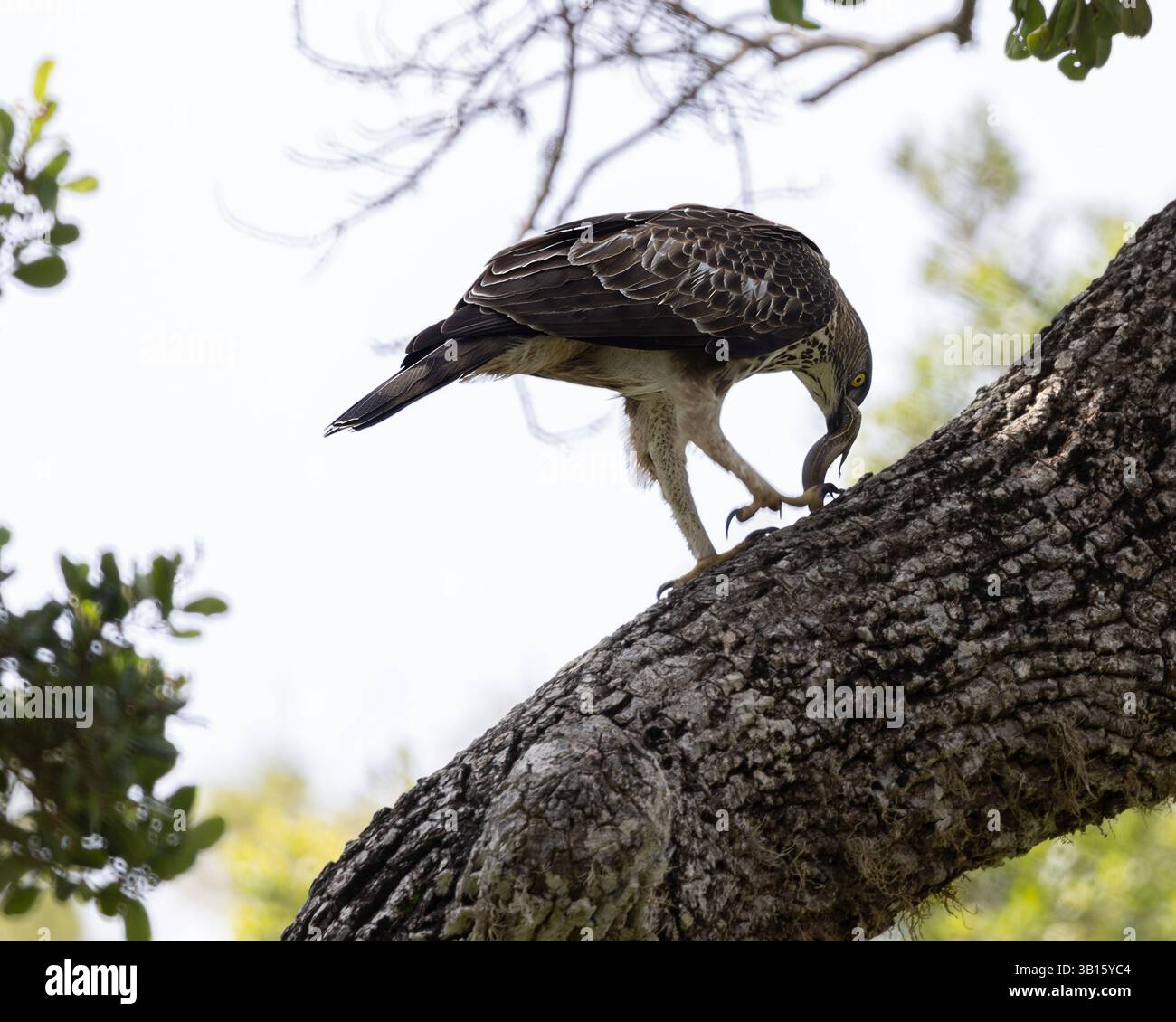 A Crested or Changeable Hawk Eagle eating its prey in Yala National ...
