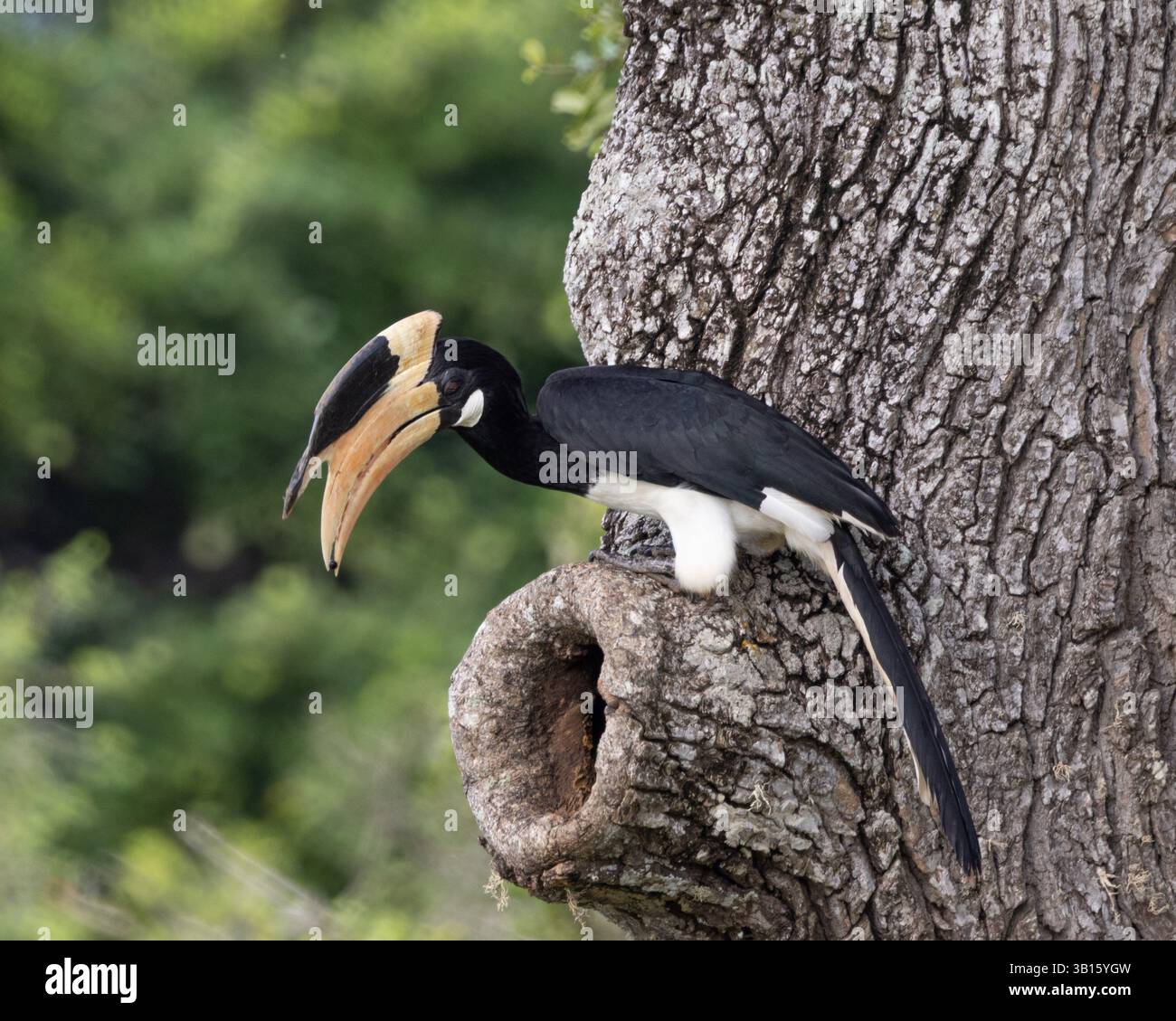 A male Malabar pied hornbill preparing a nest in a hollow tree for his ...