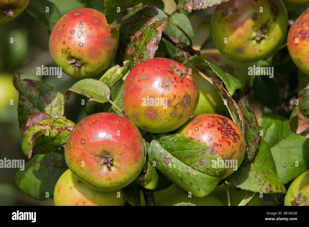Crab apple fungal scab disease on ripe crab apple fruits and leaves ...
