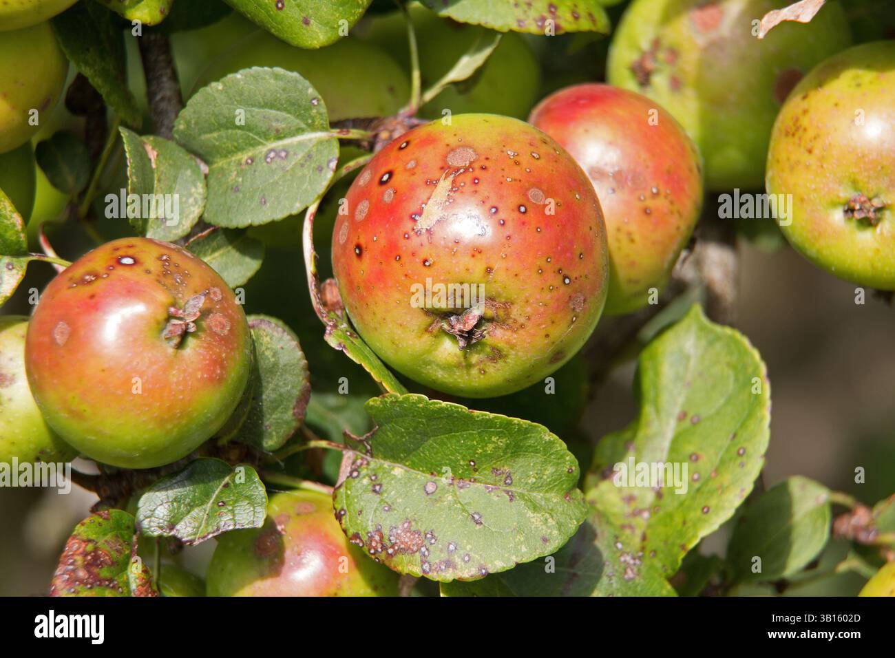 Crab apple fungal scab disease on ripe crab apple fruits and leaves ...