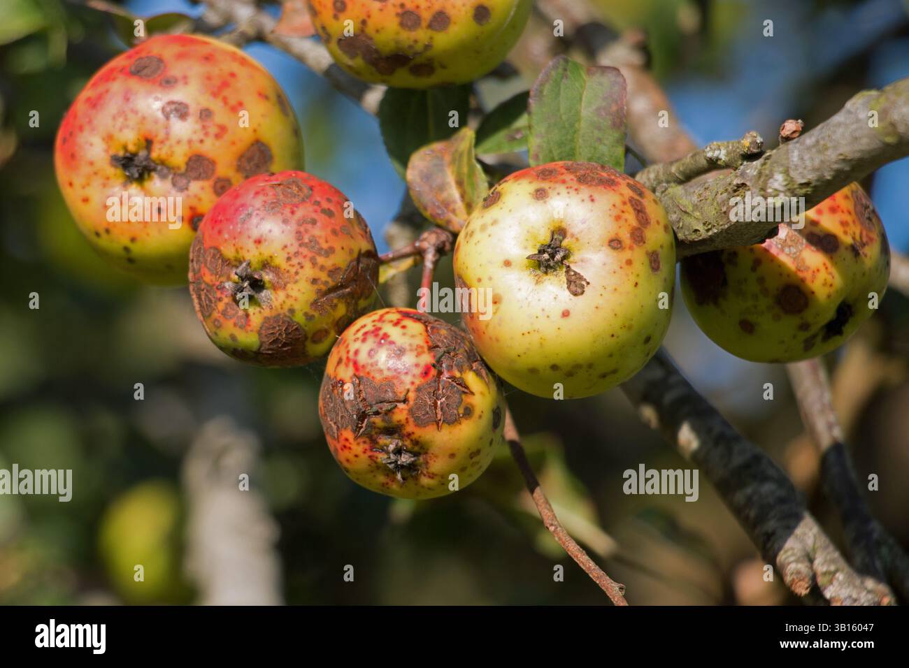 Crab apple fungal scab disease on ripe crab apple fruits and leaves ...