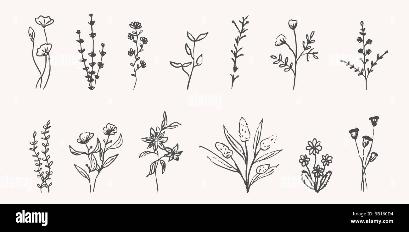 Wild forest herbs and flowers vintage textured chalk drawing sketch ...