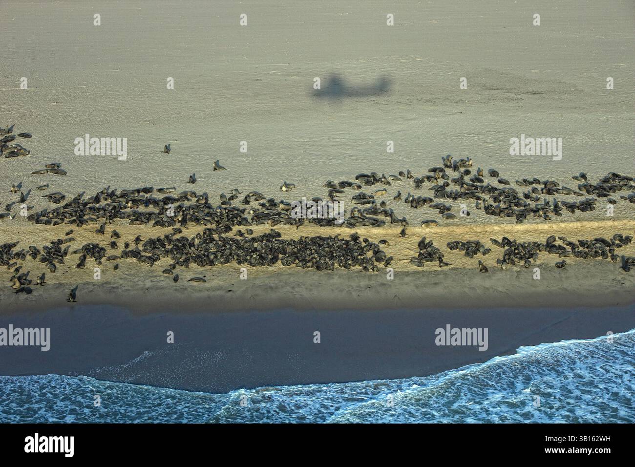 Colony of seals in the Namib Desert, aerial picture, Namibia, Africa ...