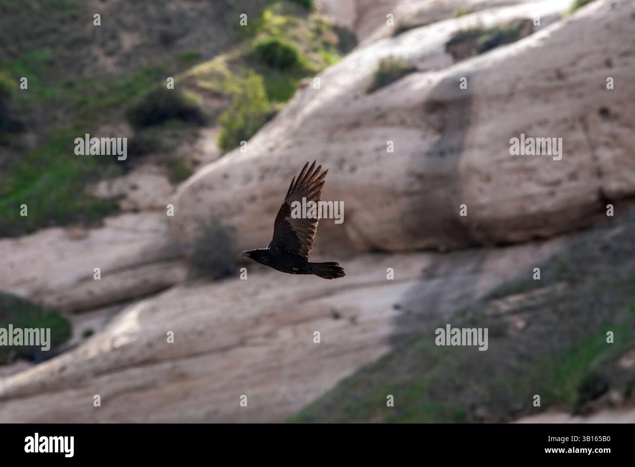 A crow flies past a smooth rock surface Stock Photo - Alamy