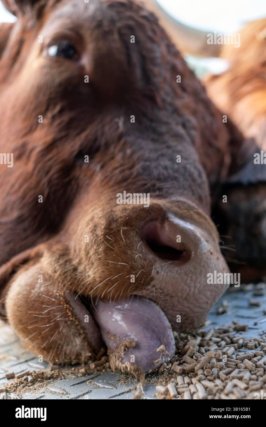 Close up of cow licking feed pellets vertical Stock Photo - Alamy