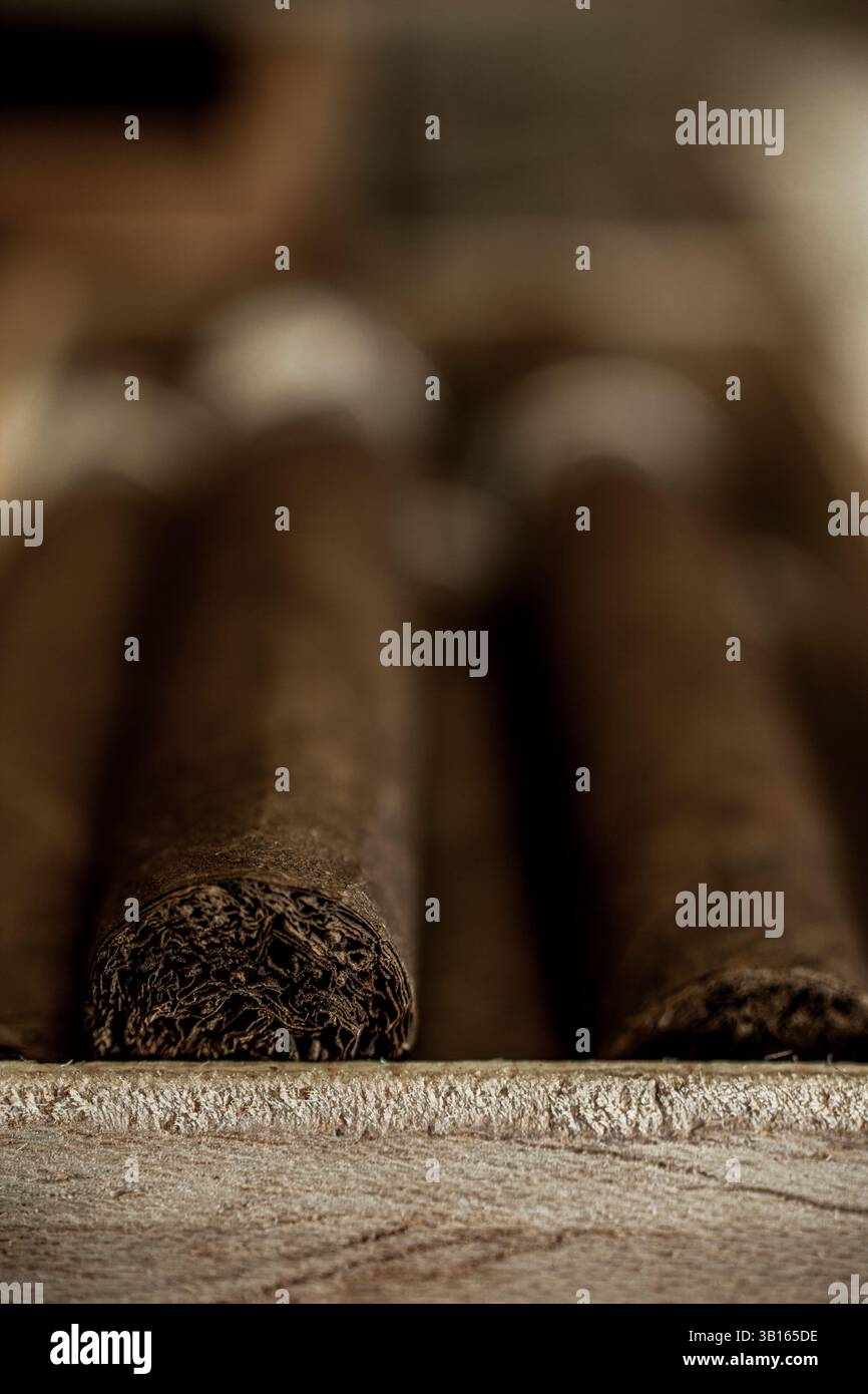 Close up detail of cigar tobacco end in box vertical Stock Photo - Alamy