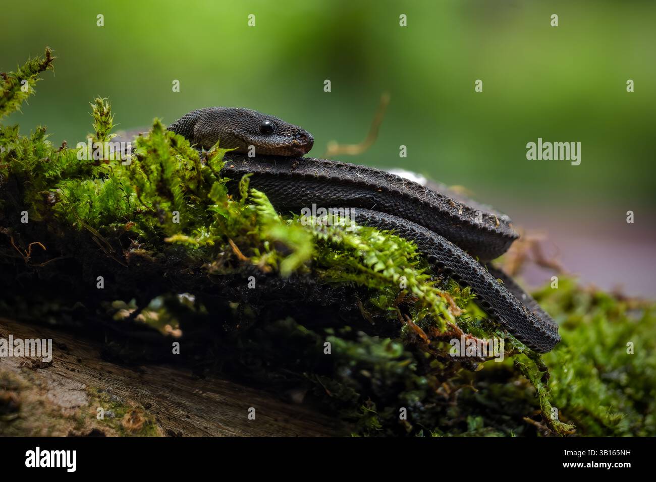 Xenodermus javanicus, also known as the dragon snake Stock Photo - Alamy