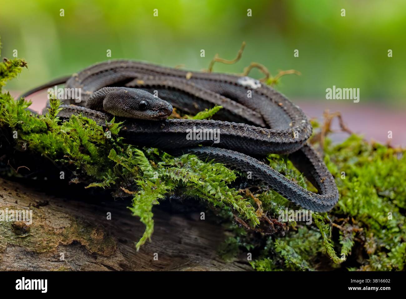 Xenodermus javanicus, also known as the dragon snake Stock Photo - Alamy