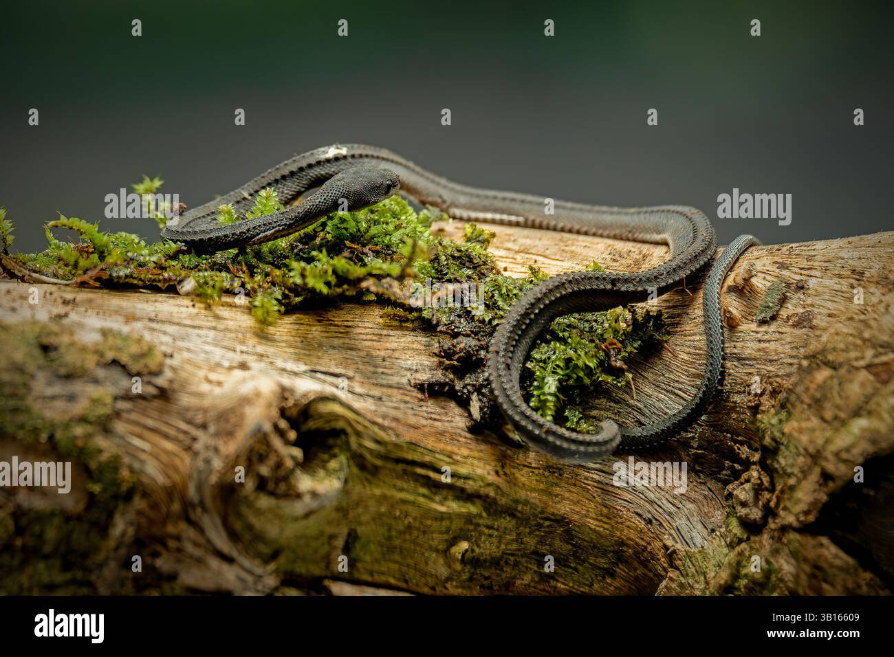 Xenodermus javanicus, also known as the dragon snake Stock Photo - Alamy