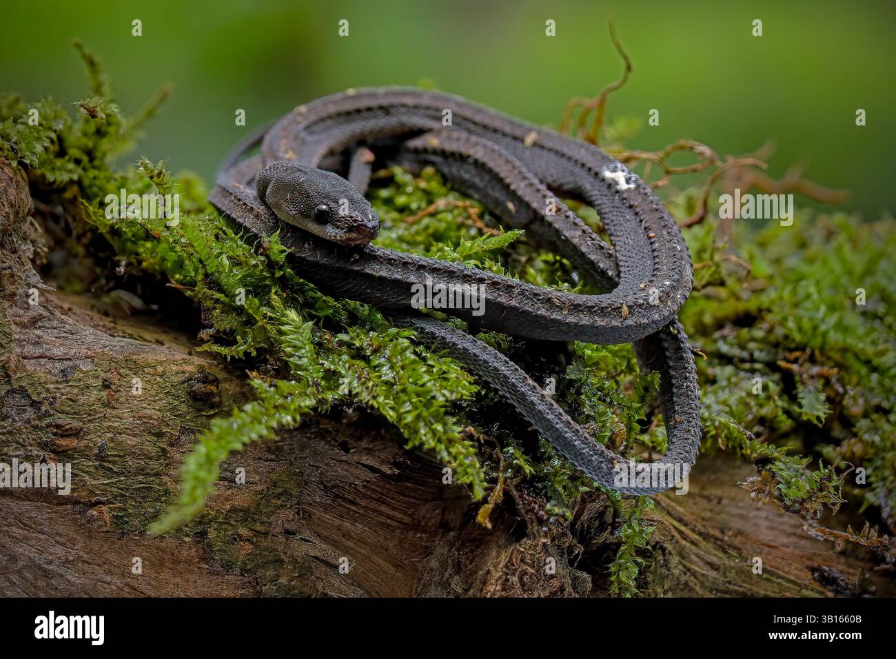 Xenodermus javanicus, also known as the dragon snake Stock Photo - Alamy