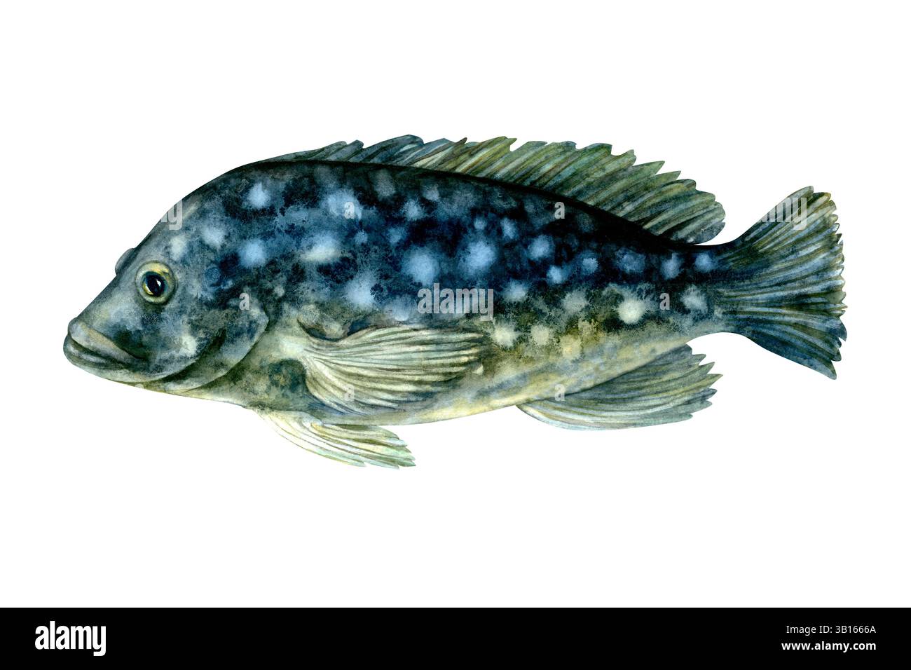 Gray tropical fish with white spots. Watercolor template suman grouper ...