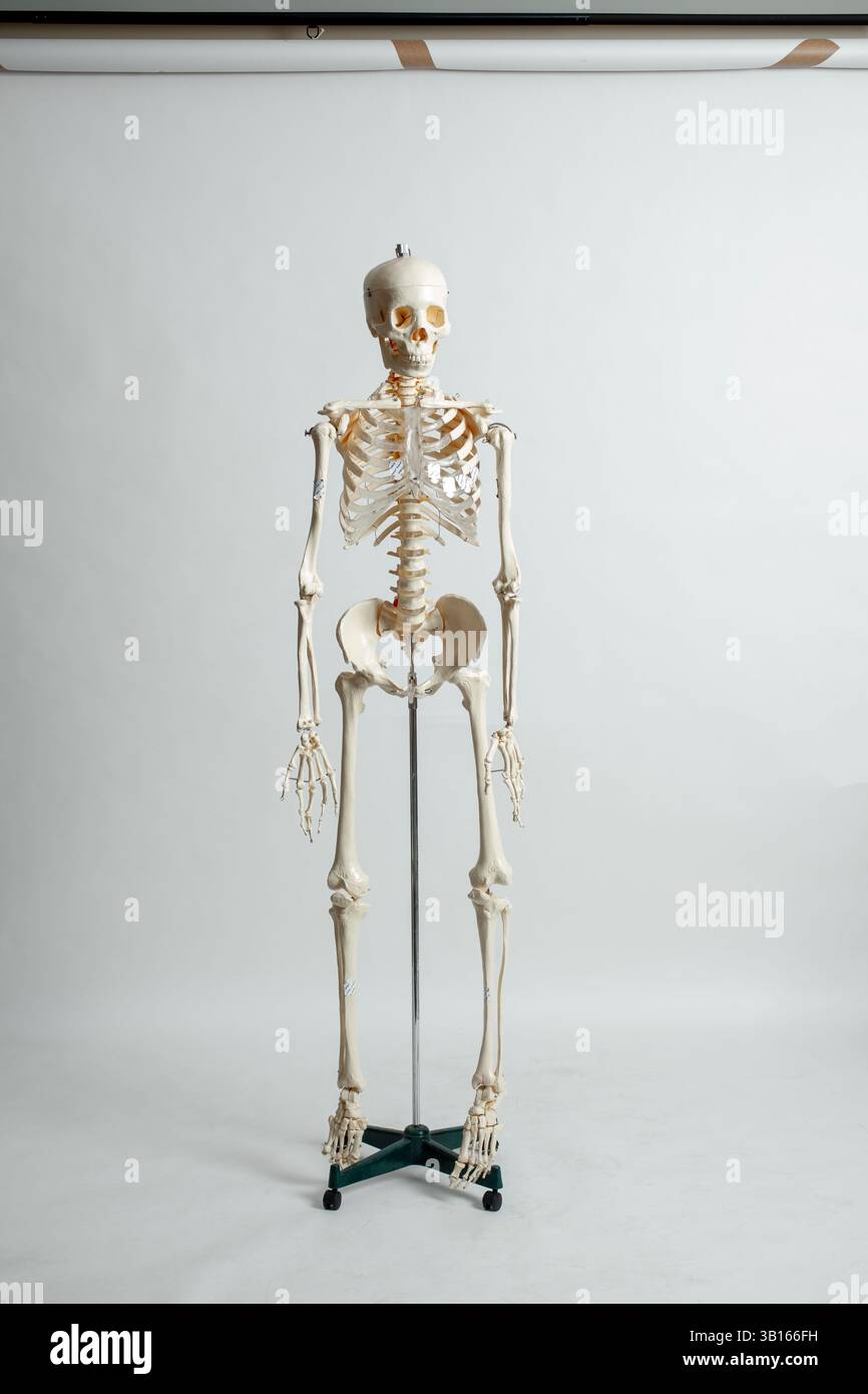A model human skeleton in front of white backdrop Stock Photo - Alamy