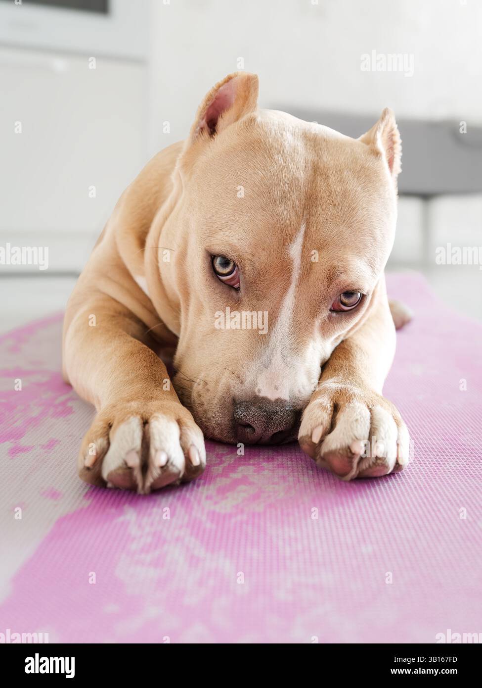 American bully breed hi-res stock photography and images - Alamy