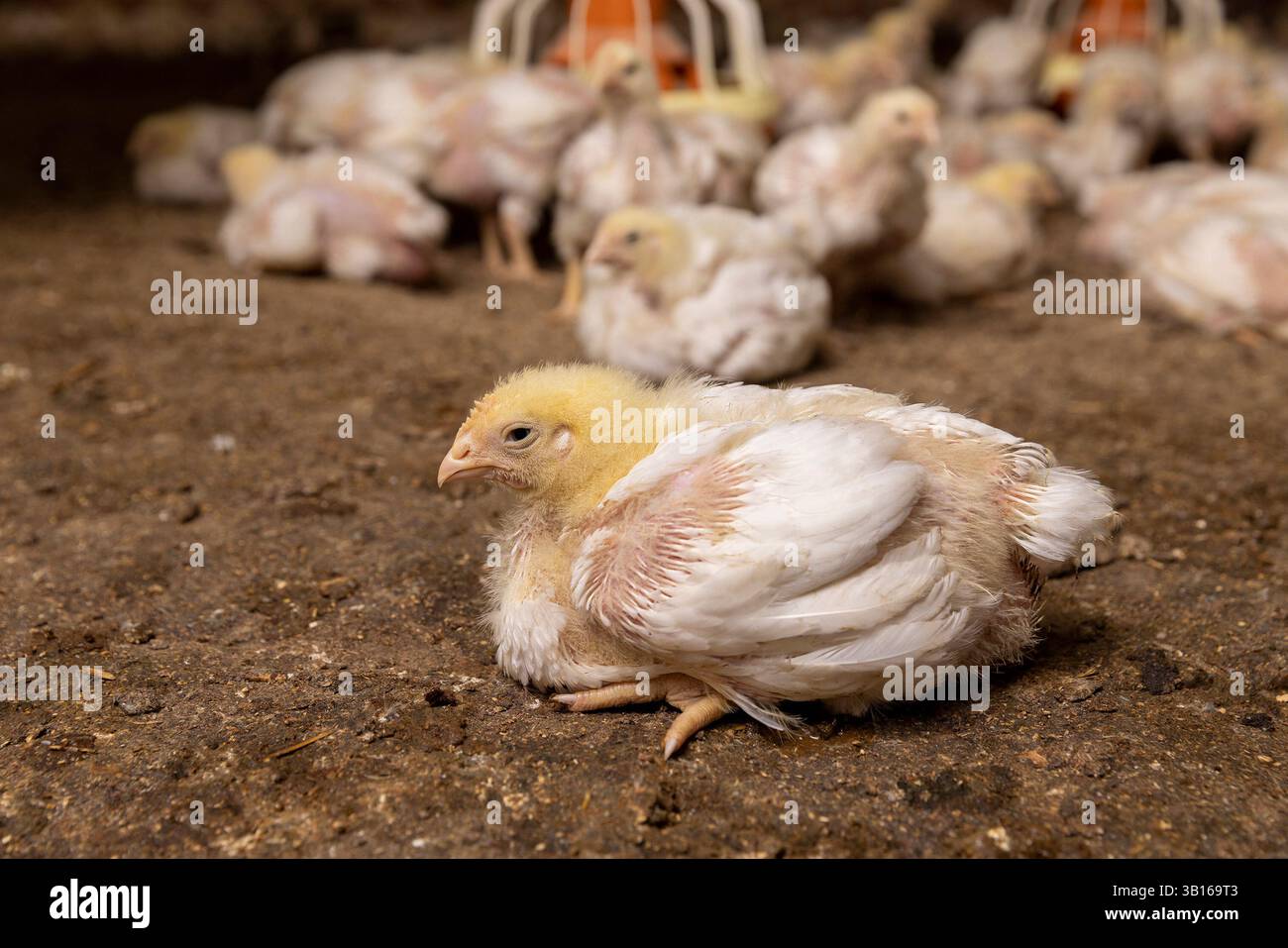 chickens aged about seven days old, a poultry farm where meat breeds of ...
