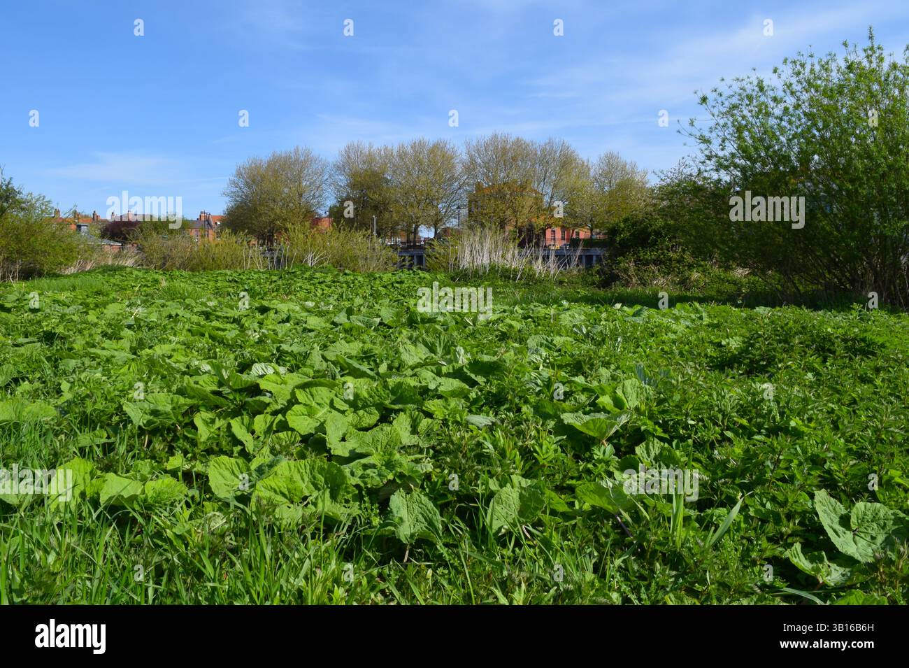 River Trent Flood Bank, Gainsborough uk Stock Photo - Alamy