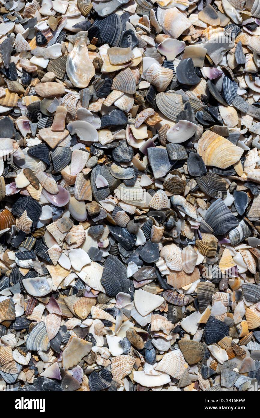 All broken shells hi-res stock photography and images - Alamy