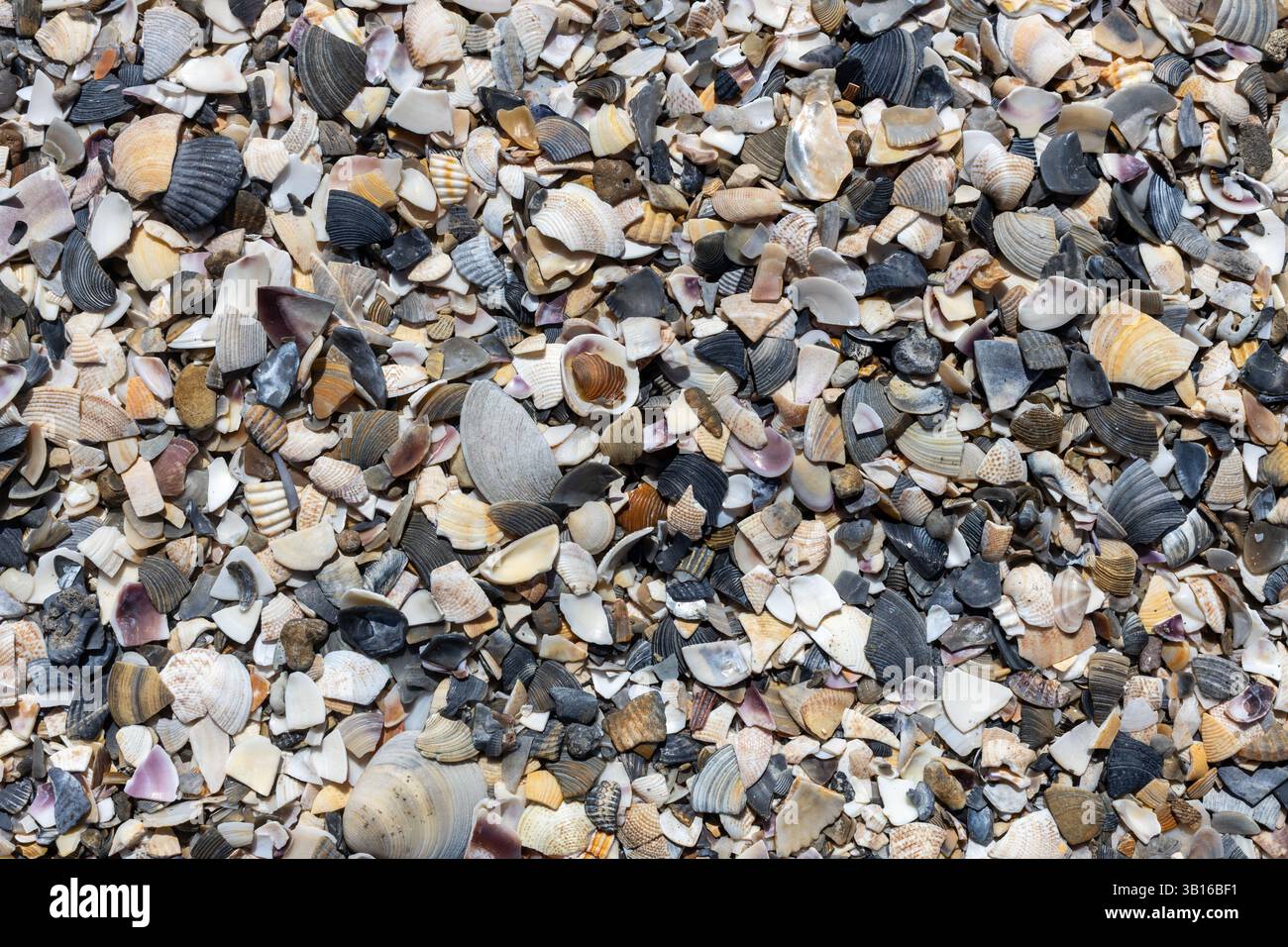 Sand crushed shells on beach hi-res stock photography and images - Alamy