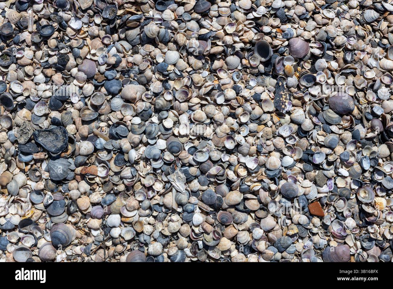 Small snail on top hi-res stock photography and images - Alamy