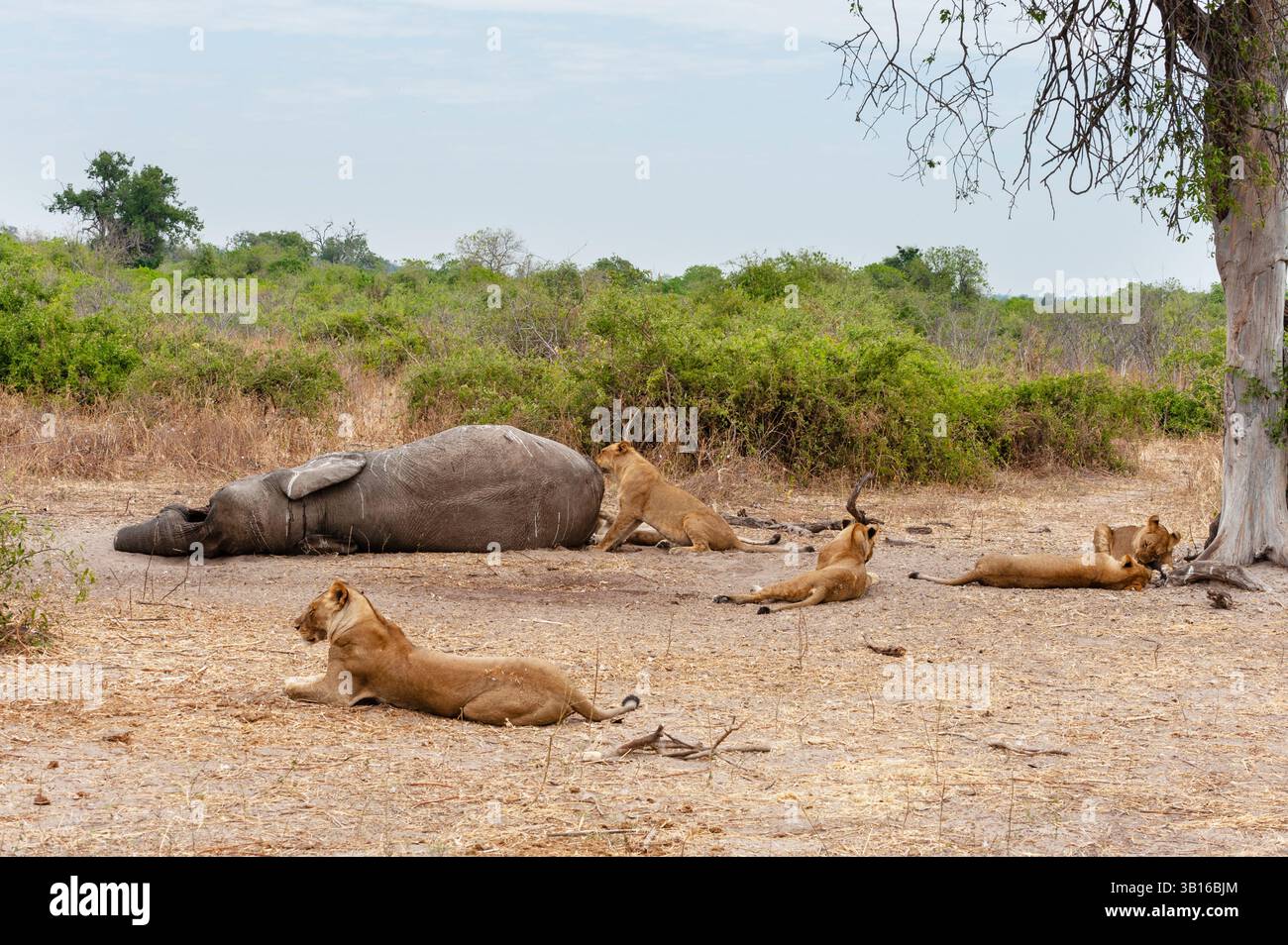 lion (Panthera leo), pride of lions resting near a dead African ...