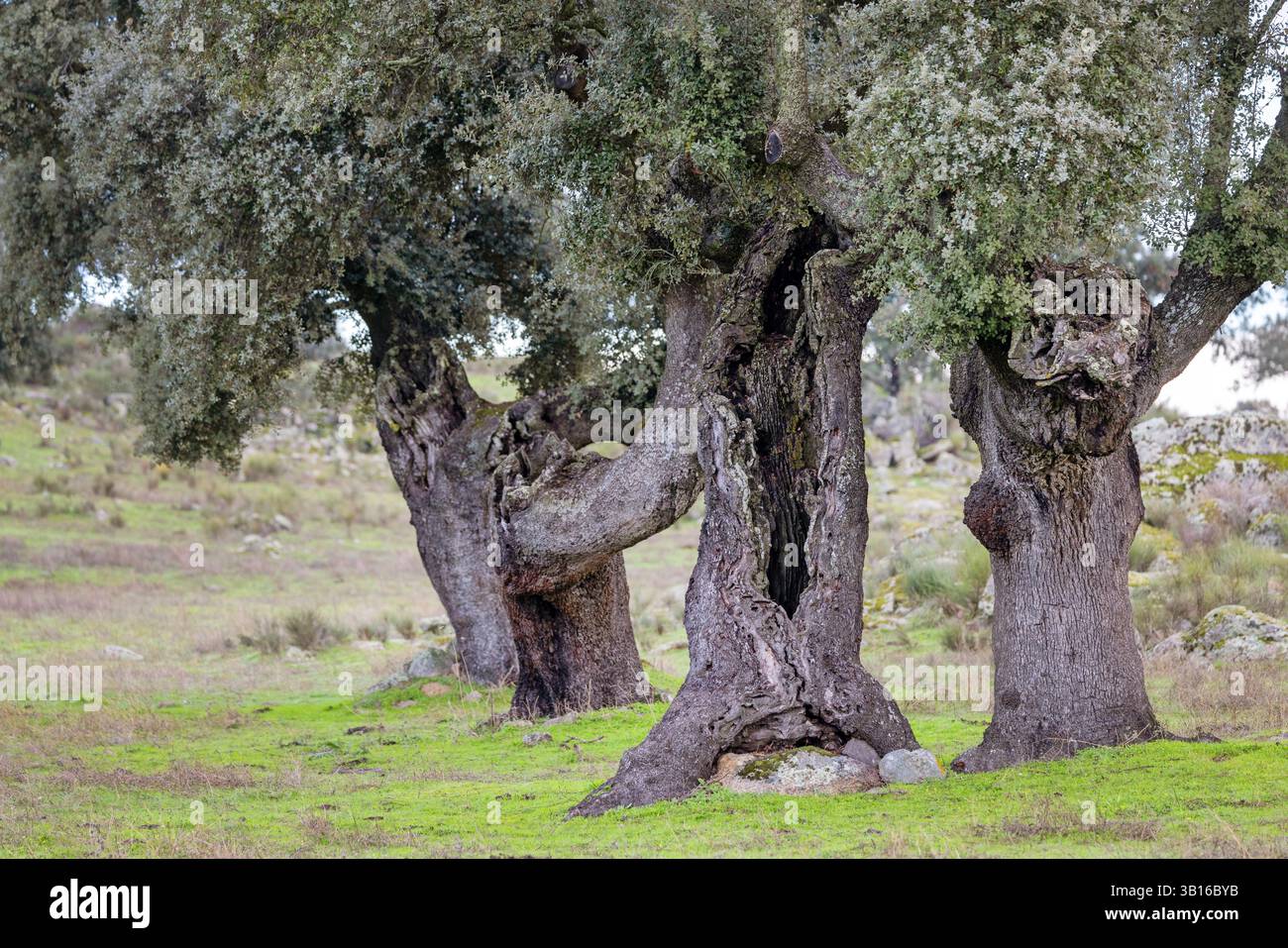 Holm oak, Evergreen oak, Holly oak, Evergreen Oak (Quercus ilex ...