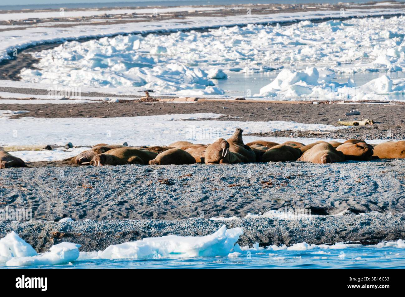 walrus (Odobenus rosmarus), a walrus colony basks on a strip of land ...