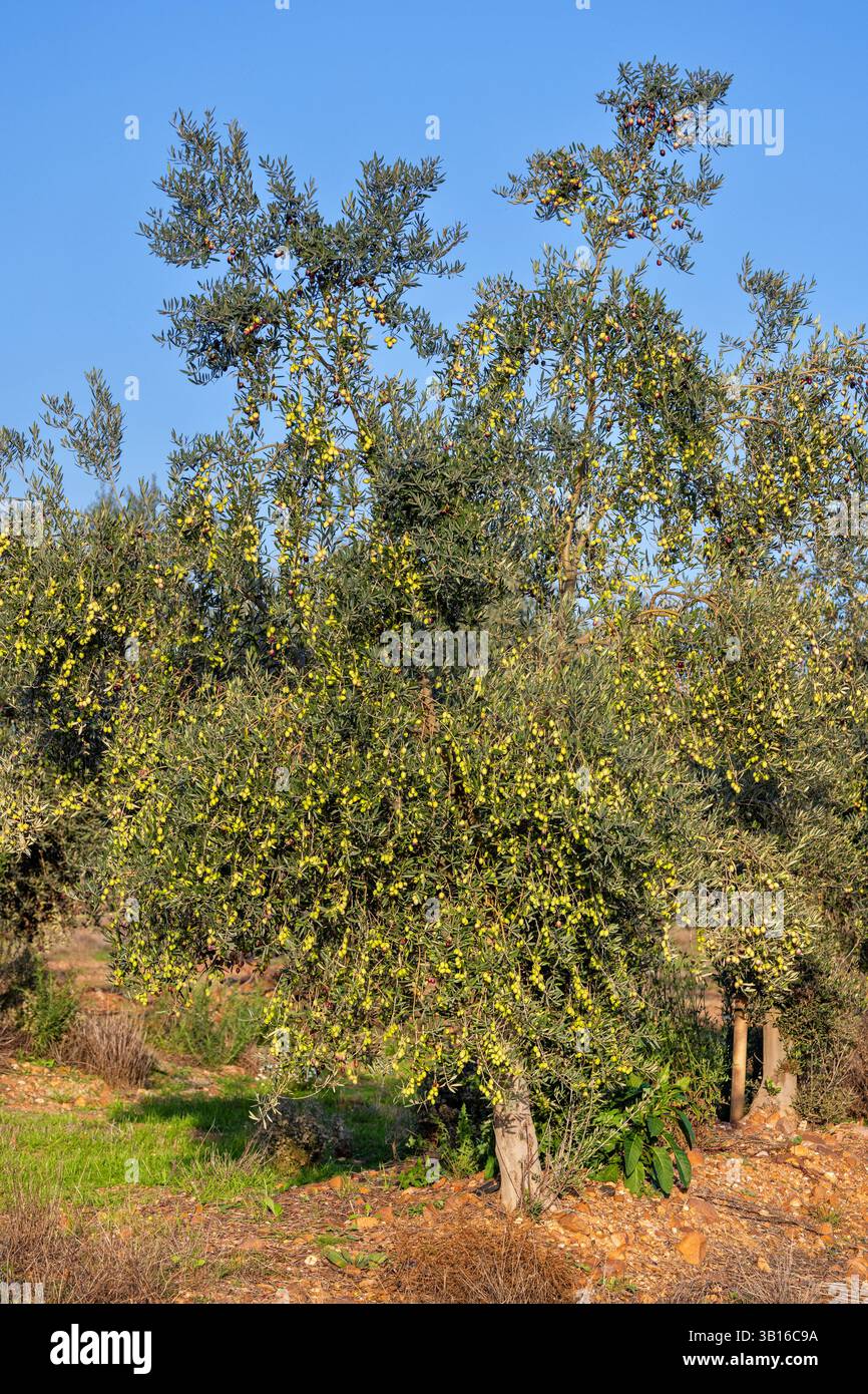olive tree (Olea europaea ssp. sativa), olive tree with many unripe ...
