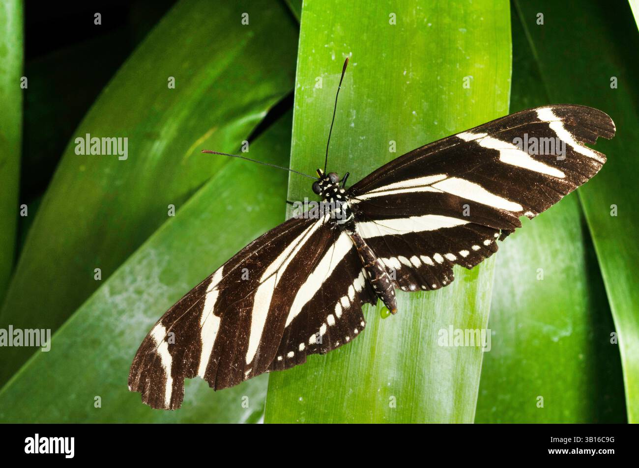 Zebra longwing, Zebra heliconian (Heliconius charithonia), resting on a ...